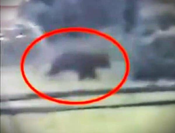 【ヒグマ防除隊長が徹底解説】猟銃や箱わなの有効性は？日常生活で気を付けるべきポイントは？―北海道福島町で相次ぐクマ出没｜FNNプライムオンライン