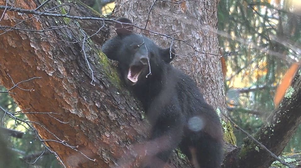 クマがホテル近くに…捕獲して山中へ逃がす 体長1.2m、体重60kgのオスが木の上に 大町温泉郷で目撃情報相次ぐ 住民や観光客に注意呼びかけ（FNNプライムオンライン）｜dメニューニュース ...