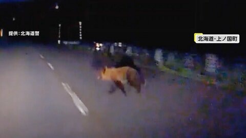 暗闇から突然飛び出してきたのは…体長1メートルの熊　走行中の車と衝突　車は破損も熊は山の中へ　北海道・上ノ国町