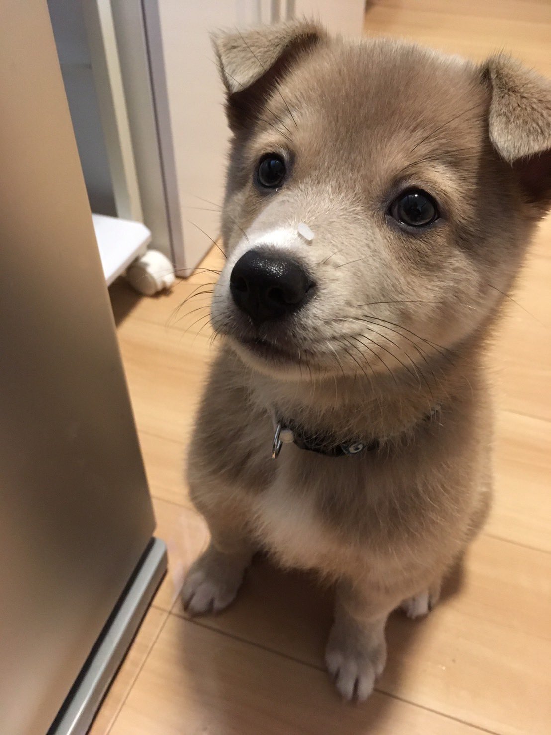 「寝て待ってればいいのに」就寝準備中の飼い主についてきて“ショボショボ顔”になる犬が健気…いつものことなのか聞いた｜FNNプライムオンライン