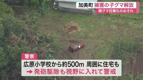 わなにかかった子グマのそばを親グマが離れず 約3時間後に解放 現場は小学校から約500メートル｜FNNプライムオンライン