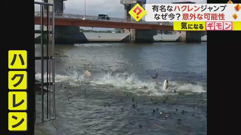 「圧巻。50m後ろまで行列」大量のハクレンが“集団ジャンプ” 産卵で川を上るも水門でストップし大量発生？ ｜FNNプライムオンライン