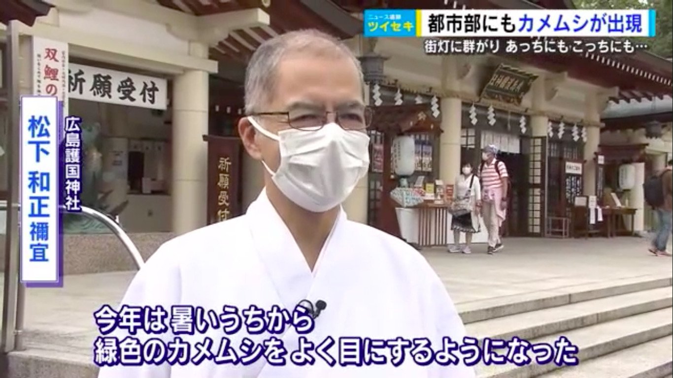 カメムシが営業妨害！あっちにもこっちにも…全国で大量発生 11月末まで続く見込み 農作物への「食害」にも注意｜FNNプライムオンライン