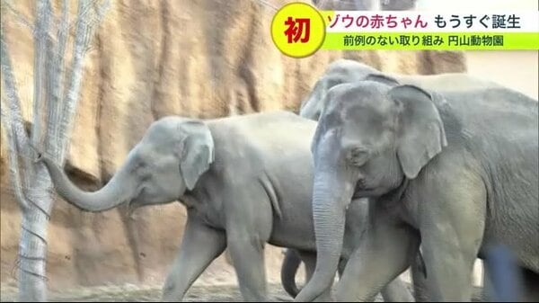 ゾウの赤ちゃん もうすぐ誕生！ 飼育員が檻に入らない「準間接飼育」で誕生すれば全国初 円山動物園【北海道発】｜FNNプライムオンライン