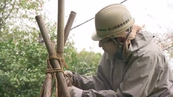 雪の季節を前に「雪囲い」作業始まる - 高岡市古城公園で1500本の木々を守る冬支度｜FNNプライムオンライン