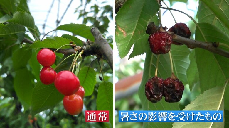 高級サクランボ・佐藤錦が“しわしわ”…被害額2000万円超で農家悲鳴「気温が上がるたびにもう勘弁してくれと」｜FNNプライムオンライン