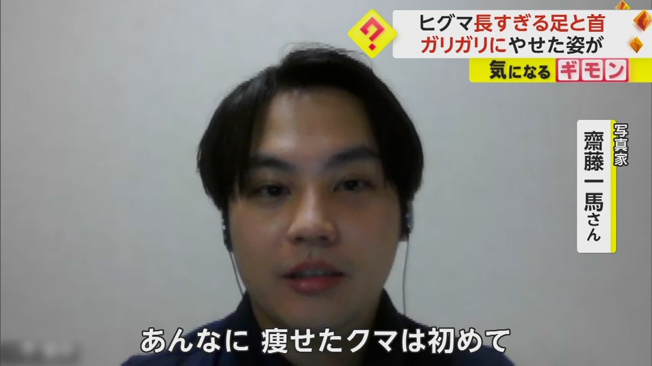 「あんなに痩せたのは初めて…」知床でガリガリのヒグマ目撃…餌不足で 石狩市ではOSO18並みの巨大クマの姿も 北海道｜FNNプライムオンライン