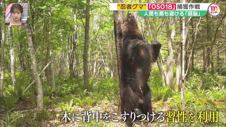 「人間が作り出したモンスター」“忍者グマ”「OSO18」を生み出した人間の業｜FNNプライムオンライン