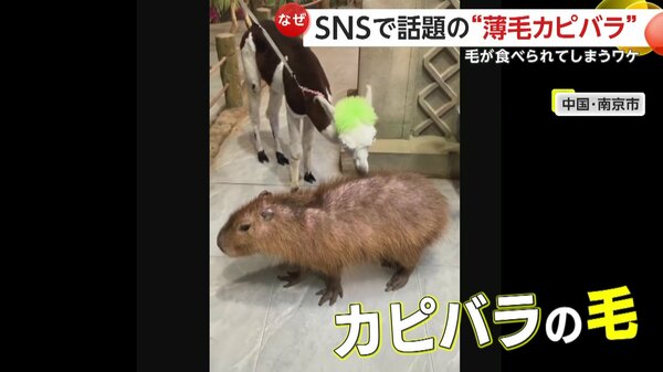 カピバラ様ご確認用ページ! 疑わしい|ロング カピバラ様ご確認用ページ! 疑わしい|ロング
