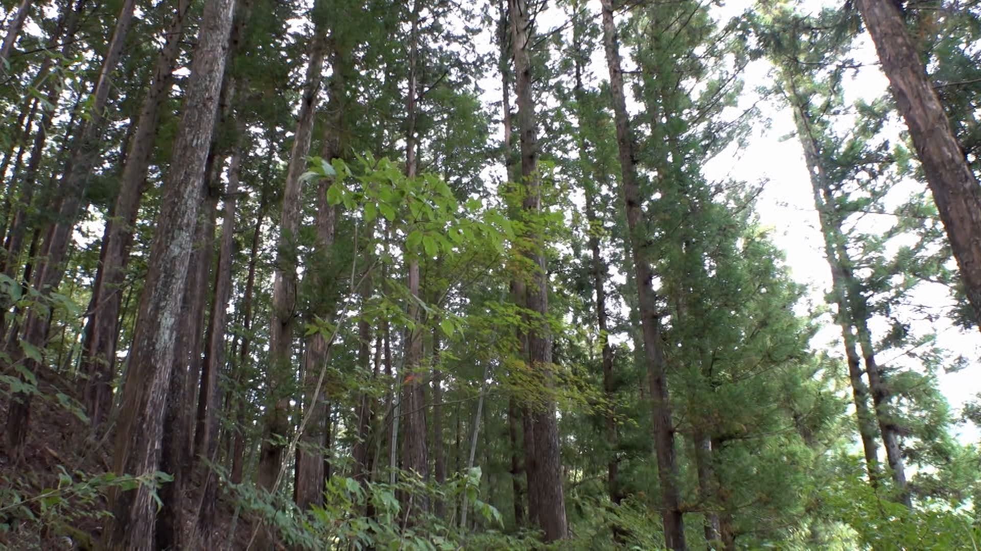 木の伐採作業していた男性（68）がクマに襲われる…太ももなどにけがで搬送 長野・大桑村（FNNプライムオンライン）｜dメニューニュース（NTTドコモ）