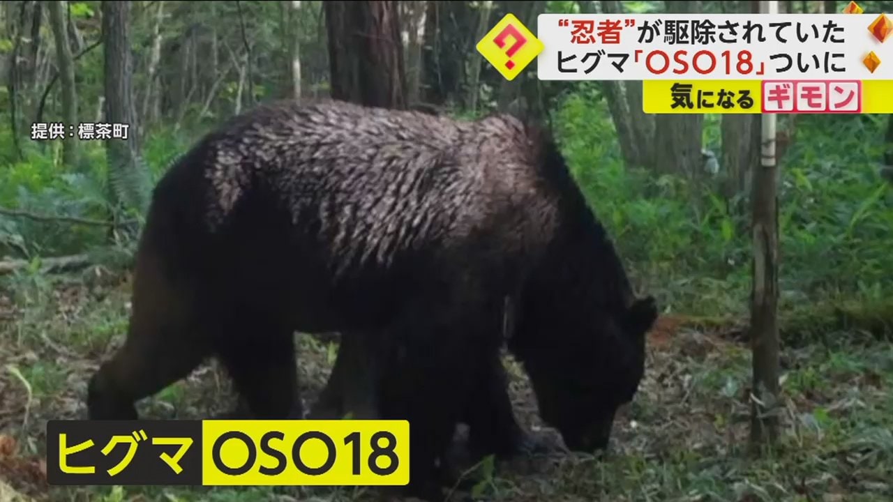 巨大ヒグマ“OSO18”ハンターに駆除されていた 痩せて脚に皮膚病患う 前脚の幅は20cm 北海道｜FNNプライムオンライン