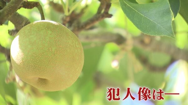 「何もない。きれいにない」 収穫直前のナシ 約6000個が盗まれる やりきれない生産者の思い 泥棒の犯人像は―【福岡発】｜FNNプライムオンライン