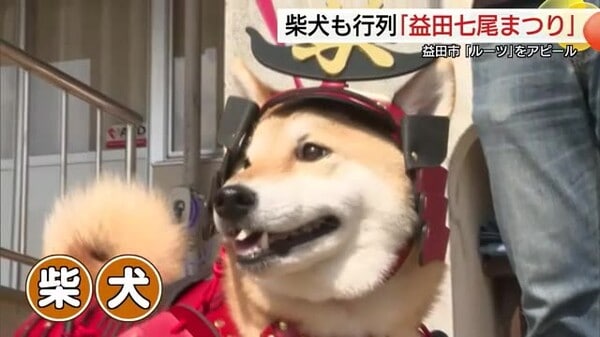 発祥の地で「柴犬」行列 甲冑に着物姿で練り歩き街の魅力をPR（島根・益田市）｜FNNプライムオンライン