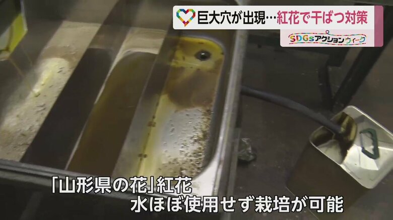 【危険】突然深さ50mの巨大な穴…原因は気候変動 3000個以上出現のトルコ穀物地帯で「紅花」に注目｜FNNプライムオンライン