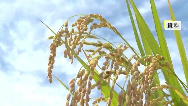 コメ「概算金」さらに引き上げ…ひとめぼれ3万1000円に 3万円台は現行制度下では初 JA全農いわて「苦渋の決断」 岩手県｜FNNプライムオンライン