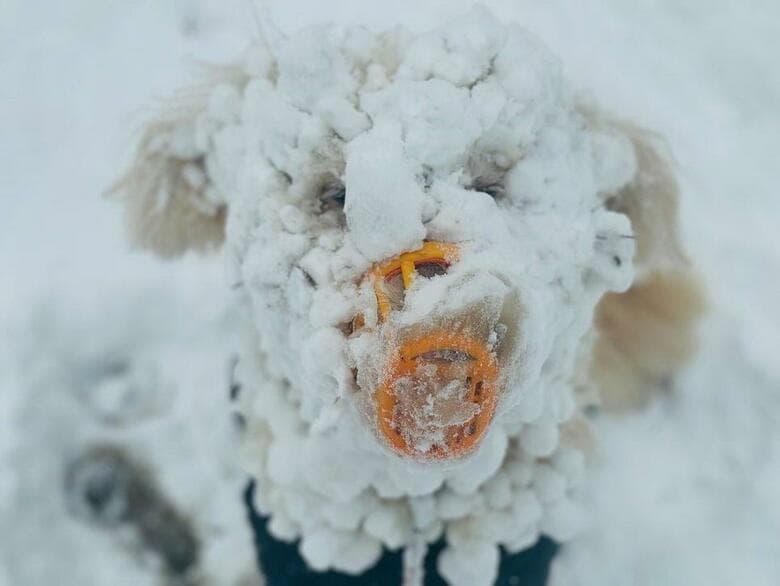 「見えてますか…」冬を満喫する“雪遊びの天才”犬の姿に爆笑…顔が“雪玉”だらけだけど大丈夫？いつものことなのか聞いた｜FNNプライムオンライン