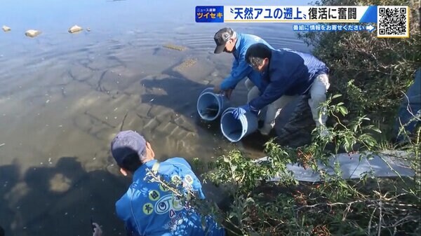 「天然アユが遡上する太田川に」 親アユ約2000尾を放流 “産卵場づくり”に奮闘する人々｜FNNプライムオンライン