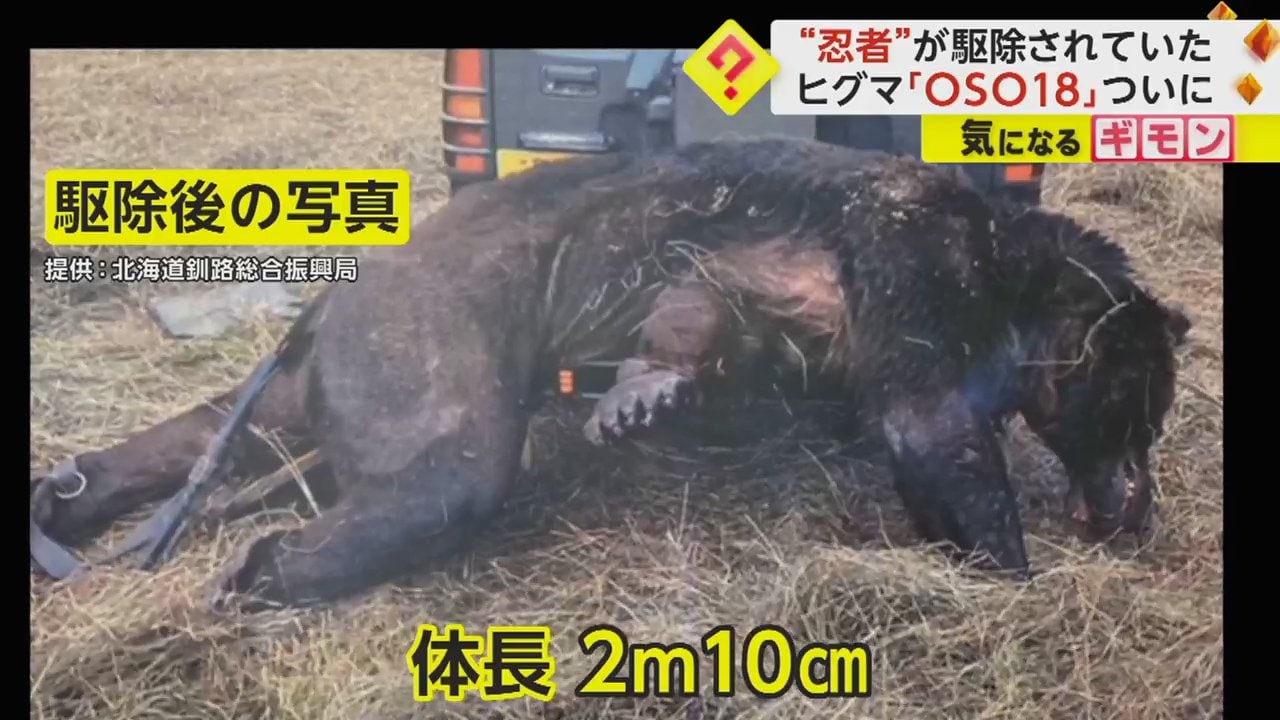 巨大ヒグマ“OSO18”ハンターに駆除されていた 痩せて脚に皮膚病患う 前脚の幅は20cm 北海道｜FNNプライムオンライン