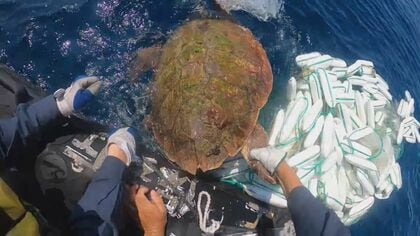 「漁網に絡まるウミガメ助けて!」 海上保安部の巡視艇が出動 救助の一部始終がSNSで話題に 【福岡発】  