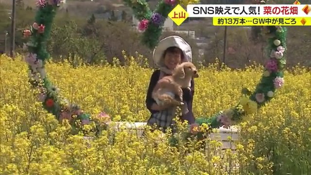 Sns映えのスポットとして人気 約13万本の“菜の花畑”が見ごろに【山形発】｜fnnプライムオンライン