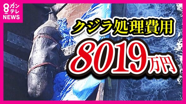 「金を積まんと話にならん」クジラ「8000万円の処理費」の交渉記録 港湾局の課長と業者が会食も｜FNNプライムオンライン