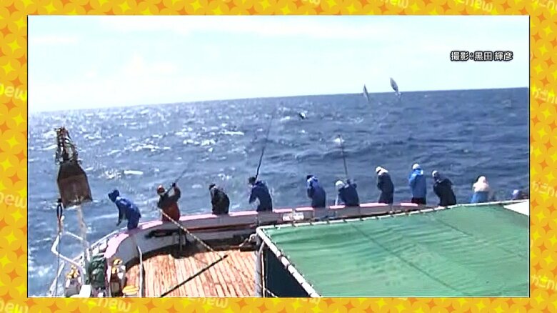 水揚げ量日本一！鹿児島の“一本釣りカツオ” 新鮮なまま各地に広める新たな工夫も…さらなるPRに期待膨らむ｜FNNプライムオンライン