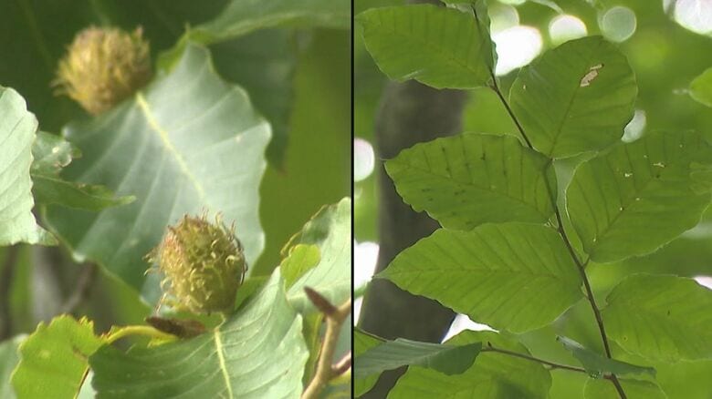 【専門家が警鐘】「今年はヤバい」ブナの実“凶作”でクマ出没増の恐れ「大声･走って逃げるは絶対NG」｜FNNプライムオンライン