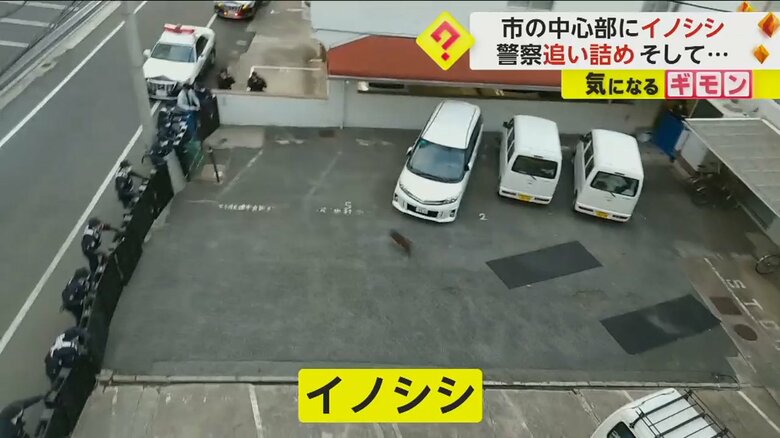 追い詰められたイノシシがまさかの“ジャンプ”！約1mの壁を越え逃走…カメラがとらえた一部始終 岡山市｜FNNプライムオンライン
