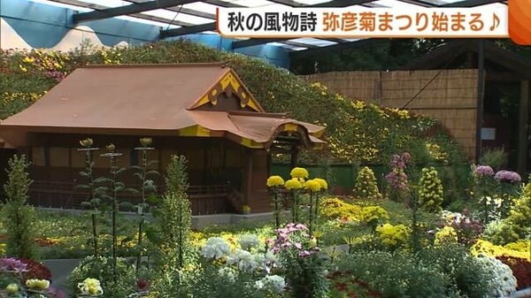 境内彩る約3000鉢の菊！秋の風物詩『弥彦菊まつり』にぎわう「立派な菊で見応えある」新潟｜FNNプライムオンライン