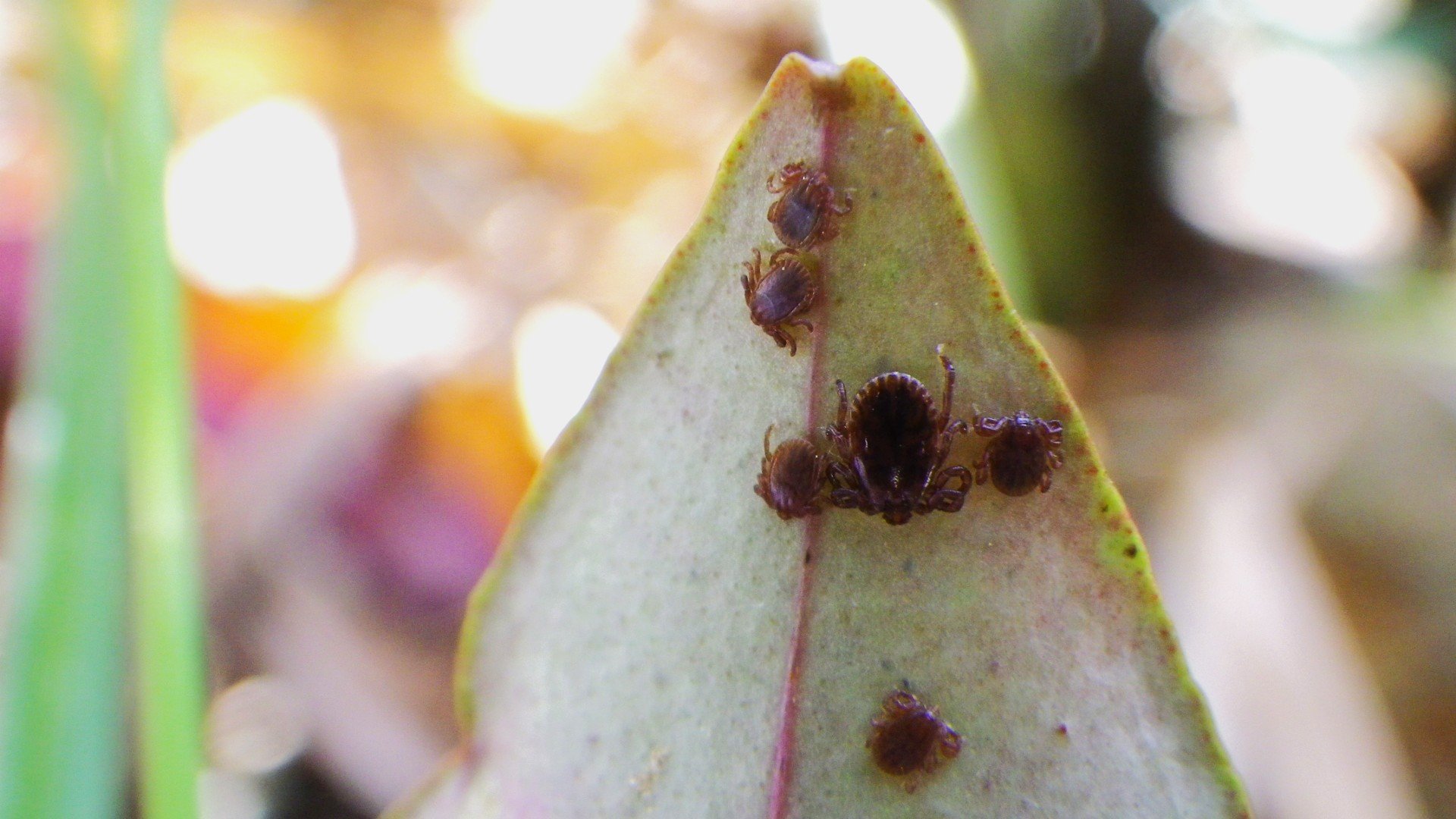 致死率は犬26％、猫64％…マダニが媒介するSFTSから家族とペットを守る対策。庭や公園で遊ぶ時の注意点も（FNNプライムオンライン）｜dメニューニュース（NTTドコモ）