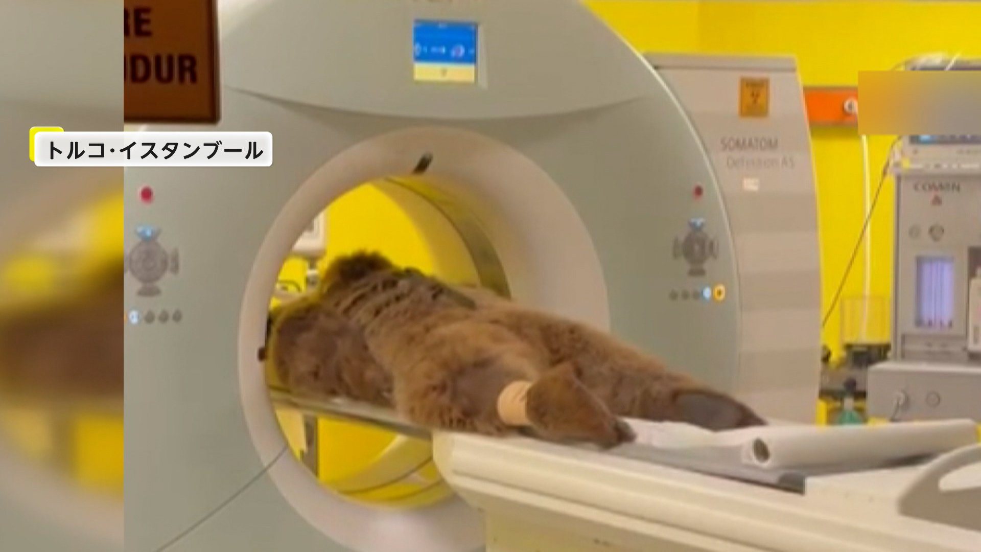 動物園を独自取材 体重300キロのヒグマが病院搬送 CTスキャンで「ガスが溜まった腹痛」も元気に回復 トルコ（FNNプライムオンライン）｜dメニューニュース（NTTドコモ）