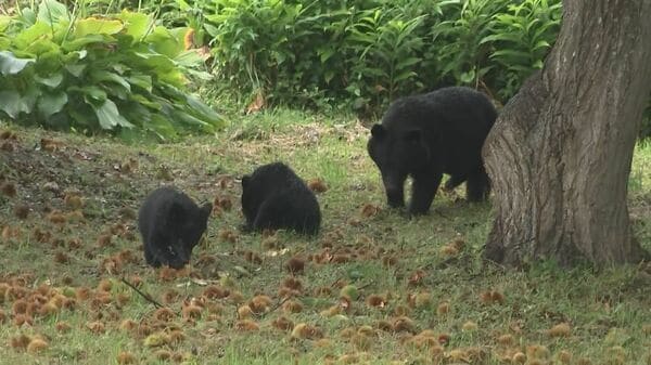 クリを食べる親子グマ、中学校からわずか50mに出没 敷地内のクリの木伐採を決める…緊急安全対策へ 岩手県八幡平市｜FNNプライムオンライン