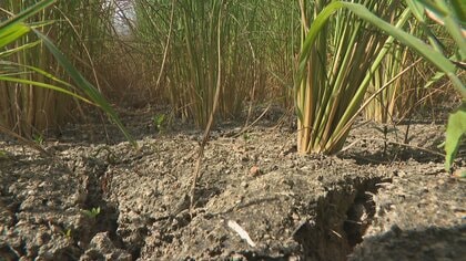 雨が降っても「焼石に水」富山県5市7地区で給水車出動 コシヒカリ枯れ牧草育たず農家悲鳴