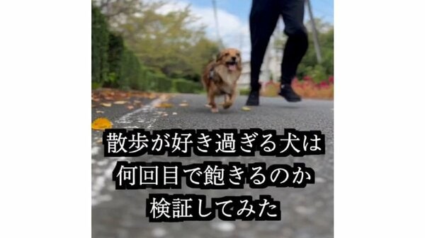 飼い主「若干の恐ろしさも」散歩が好きすぎる犬は“何回目で飽きるか”を検証…結果は想定内？普段の散歩の様子も聞いた｜FNNプライムオンライン
