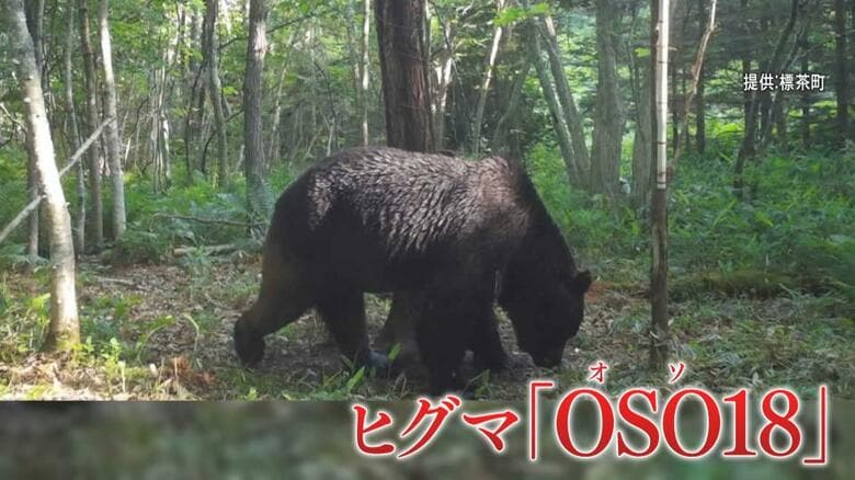 「人間が作り出したモンスター」“忍者グマ”「OSO18」を生み出した人間の業｜FNNプライムオンライン