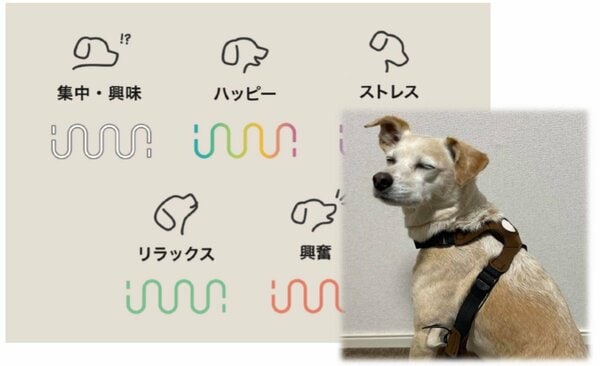 ペットの気持ちがわかる首輪…研究や商品開発にも活用 ペット分野の「DX」に熱視線｜FNNプライムオンライン