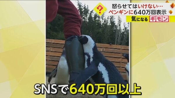 ペンギンを怒らせてはいけない！「当たり所が悪ければ骨折｣…激怒するペンギンの姿にSNSで“640万回”表示｜FNNプライムオンライン