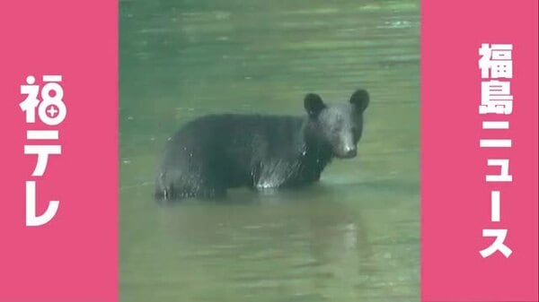 【熊出没】6月10日（水）福島県のクマ目撃情報 西会津／福島／会津美里／柳津／郡山／猪苗代｜FNNプライムオンライン