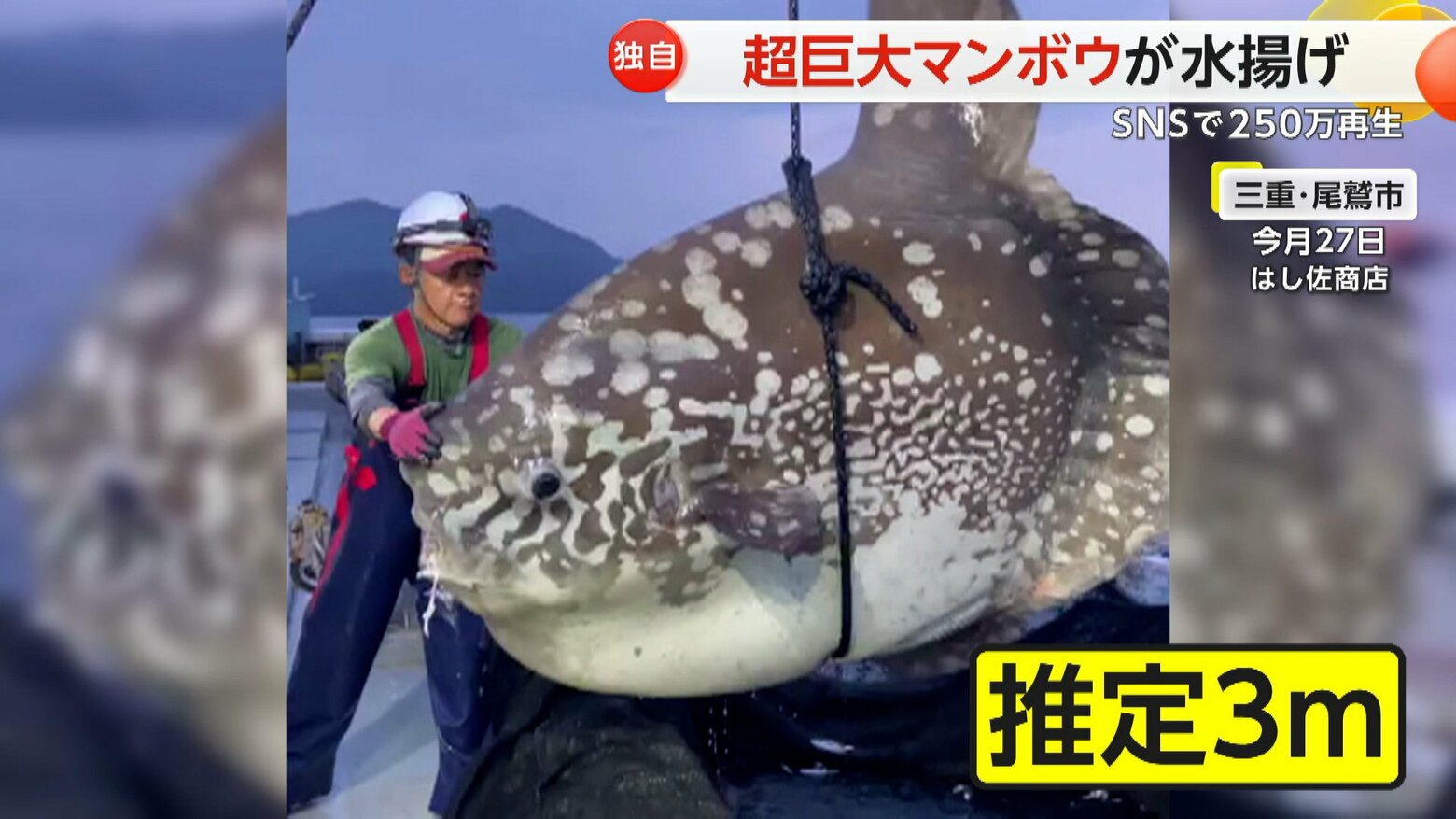 「10年の漁師生活で初」三重・尾鷲で推定3m超巨大マンボウを水揚げ…SNSで250万再生 下関ではクラゲ食べる珍光景 ｜FNNプライムオンライン