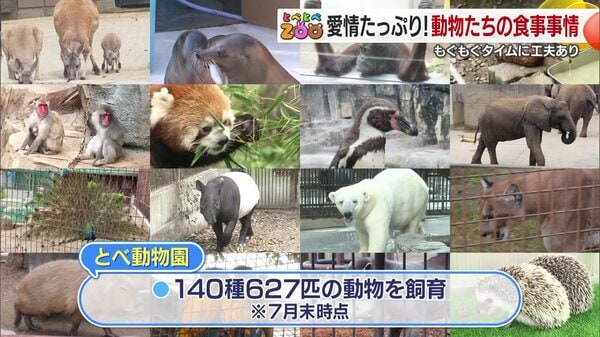 キリンは1日480キロ！ゾウは250キロ！驚きの「もぐもぐタイム」で見る愛媛県立とべ動物園の舞台裏【愛媛発】｜FNNプライムオンライン