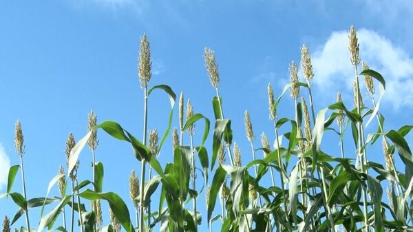 自動車産業の未来を変える？ トヨタ×植栽の理由 自動車の脱炭素化に向け植物に注目｜FNNプライムオンライン