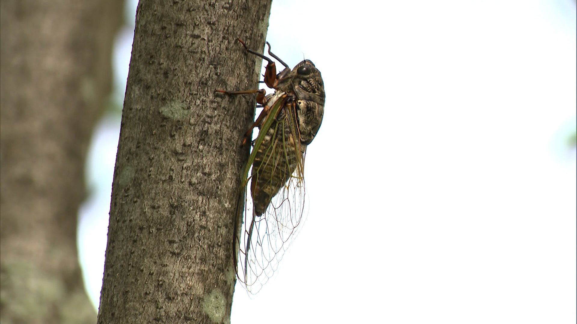 31日も内陸を中心に40℃に迫る危険な暑さ予想…北陸から九州にかけて広く体温超えの暑さに 予想最高気温は大分・日田市40℃、福岡・久留米市39℃（FNNプライムオンライン）｜dメニューニュース ...
