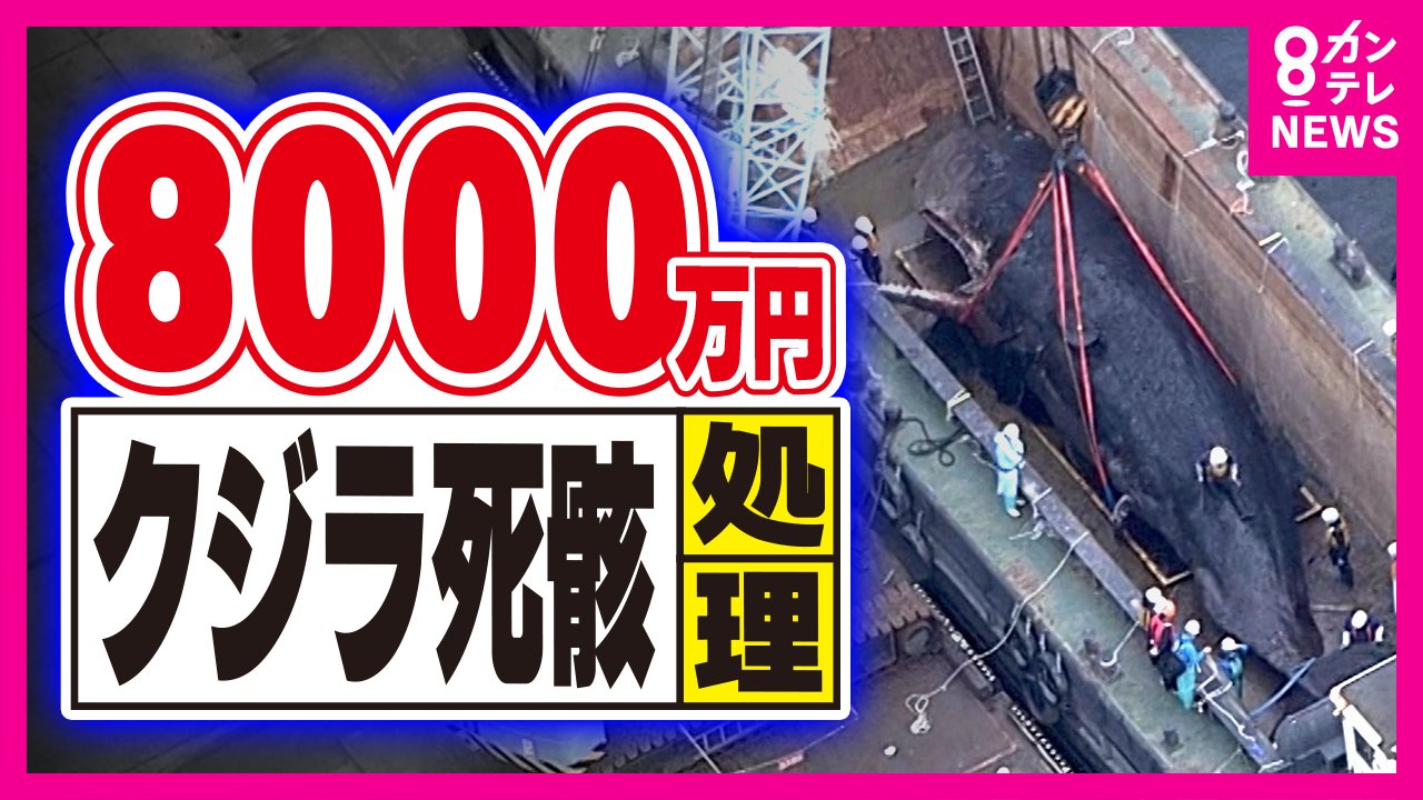 死んだクジラ『淀ちゃん』処理費8000万円「積算根拠が不明瞭」と監視委指摘 職員間で8000万に合わすやり取りも｜FNNプライムオンライン