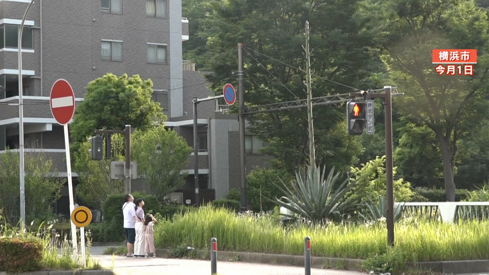 【驚き】横浜の交差点で“ある植物”が突然4、5m伸びる急成長… “数十年に一度の花” まもなく開花か｜FNNプライムオンライン
