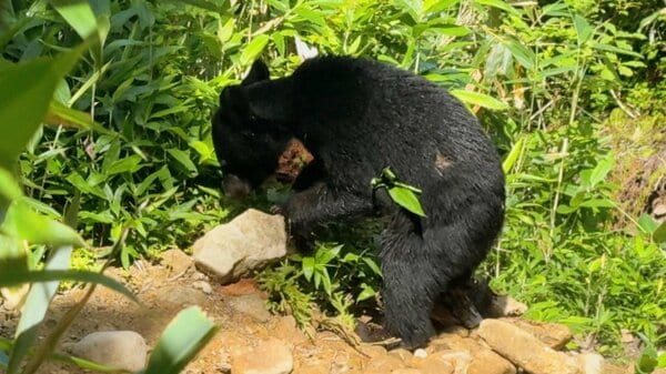 富山市有峰の人気キャンプ場でクマが現れテントと食料を持ち去る｜FNNプライムオンライン
