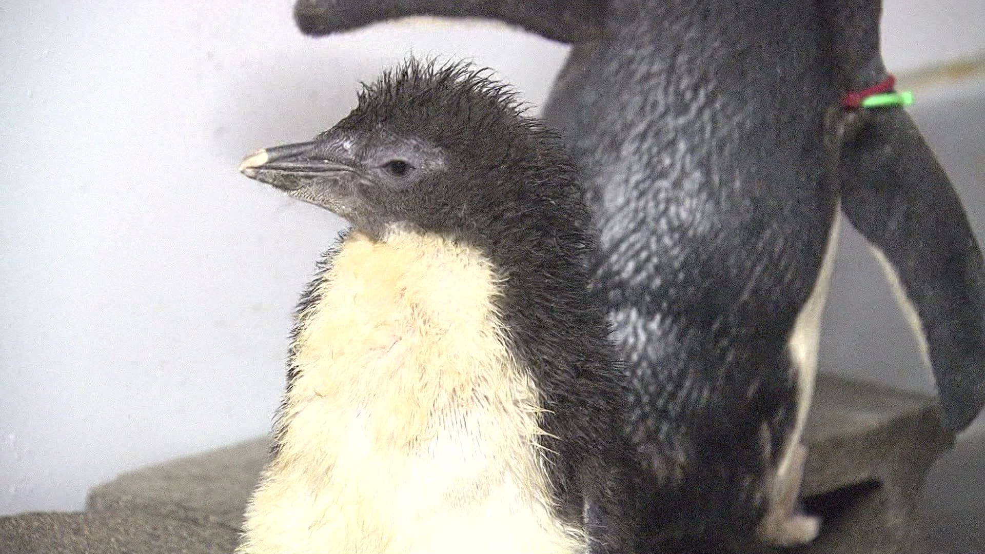 「生まれたて」AOAOSAPPOROで”キタイワトビペンギン”の繁殖に成功_7月23日より一般公開開始―8月にはプールデビューも 北海道札幌市（FNNプライムオンライン）｜dメニューニュース ...