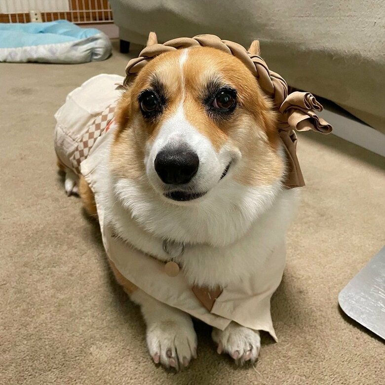 「今からトイレに行きますよ」家族に毎回アピールするコーギーが可愛い＆偉い！終わった後の様子を飼い主に聞いた｜FNNプライムオンライン