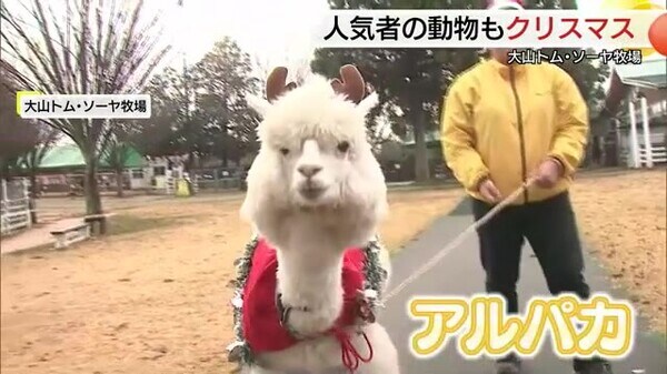 アルパカやカピバラもクリスマスモード！人気者たちが愛嬌アップで来園者と触れ合い（鳥取）｜FNNプライムオンライン