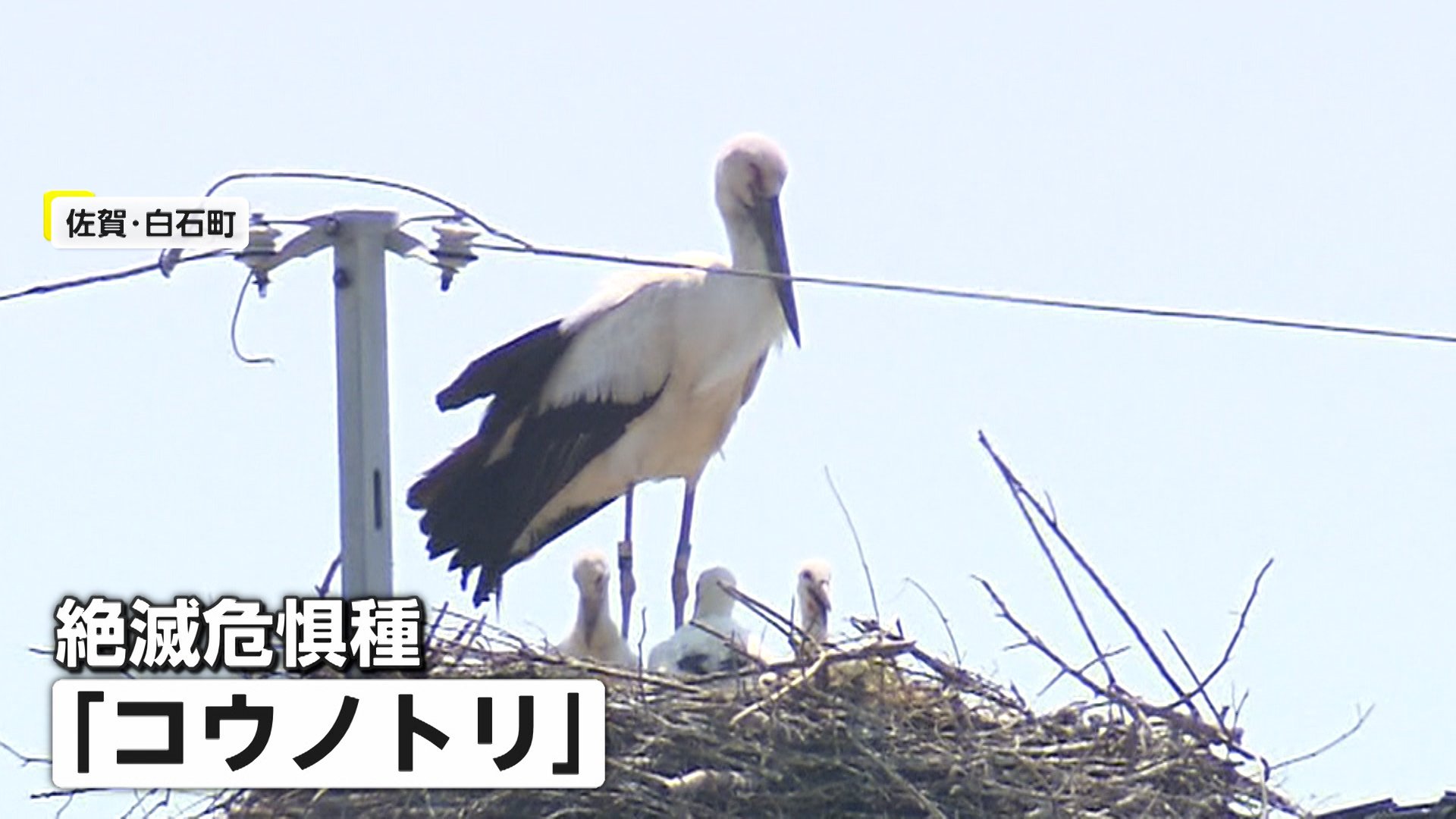 コウノトリ繁殖に密着…天敵カラス「巣の下まで走って大声」地元有志の見守り過酷な環境下で雛2羽巣立ち 佐賀・白石町（FNNプライムオンライン）｜dメニューニュース（NTTドコモ）