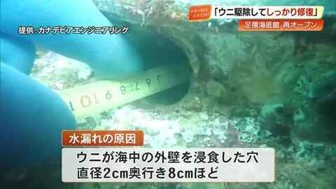 ウニが外壁を侵食していた《足摺海底館》43日ぶり再開　水漏れ修復完了【高知】